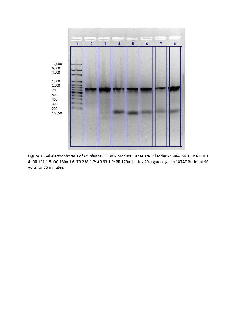 Solved it goes in order EcoRI....... EcoRI/BstBI....... | Chegg.com