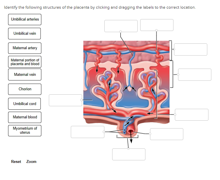 Solved Identify the following structures of the placenta by | Chegg.com