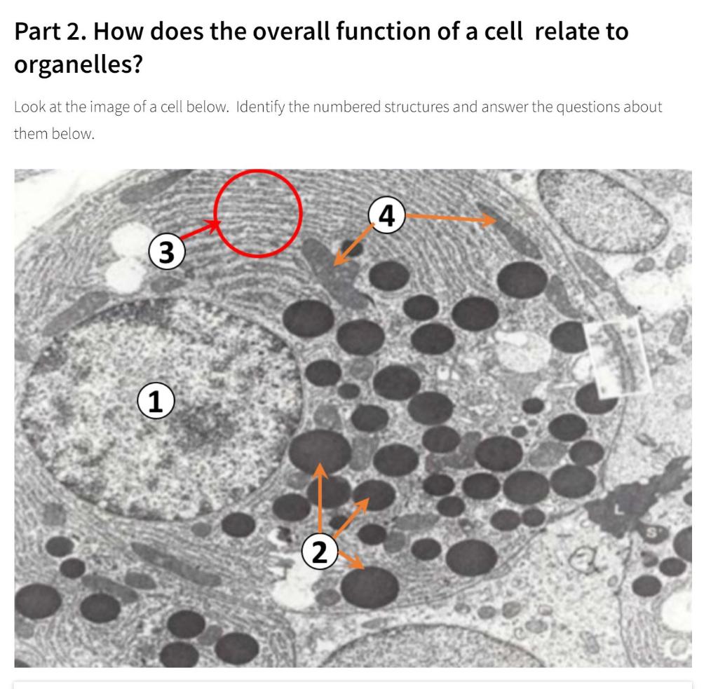Solved Part 2. How does the overall function of a cell | Chegg.com