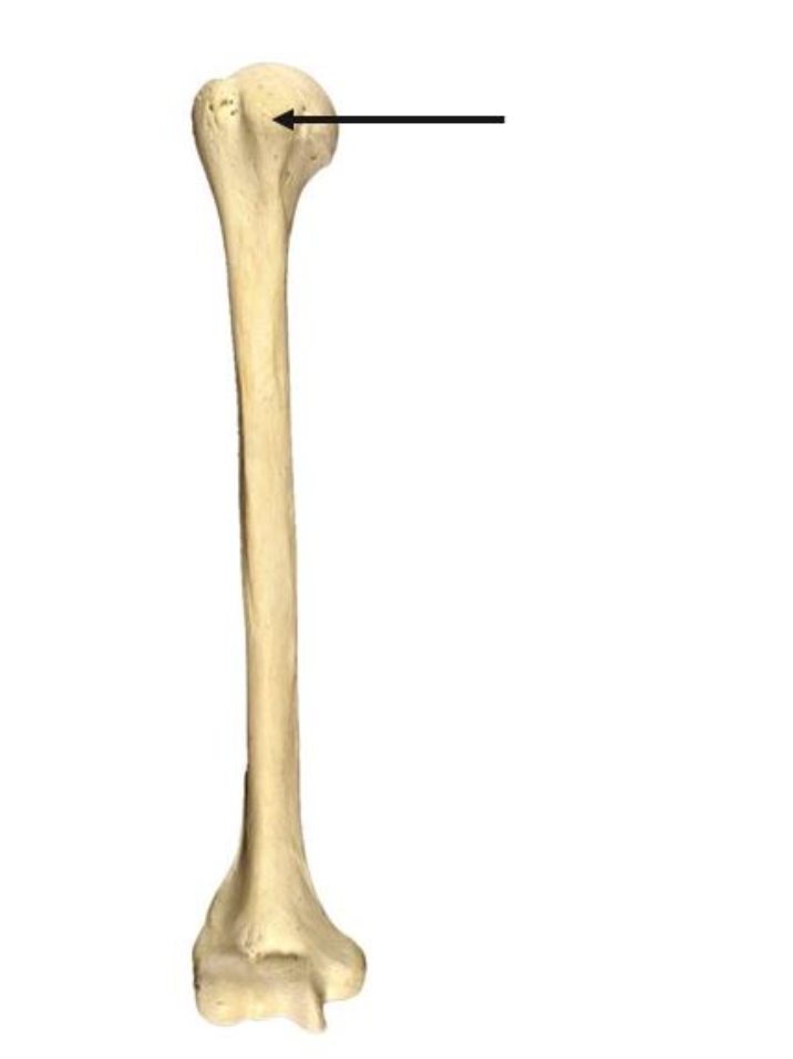 Solved Consider the bony feature indicated by the arrow. | Chegg.com Solved Consider the bony feature indicated by the arrow. | Chegg.com