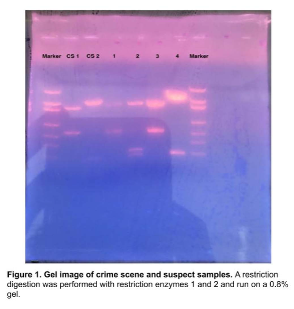 Describe the results of this gel including comparison | Chegg.com