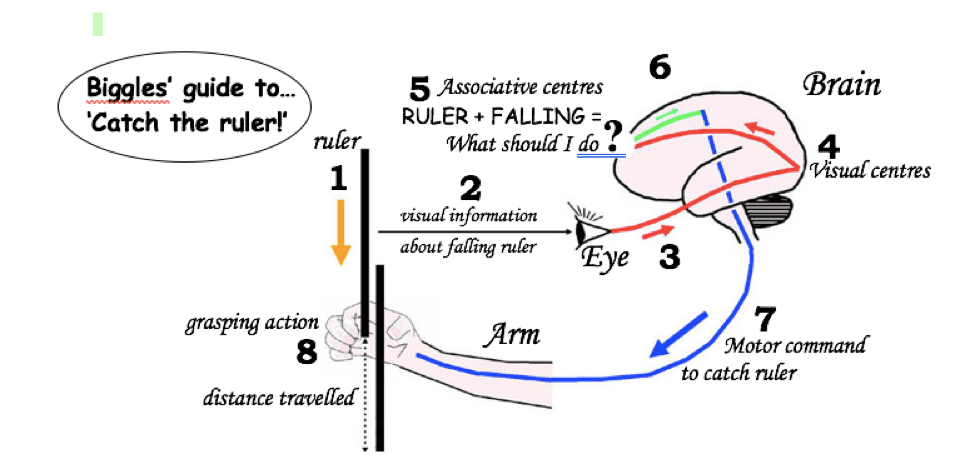 How fast can you react? In this lab, you will be | Chegg.com