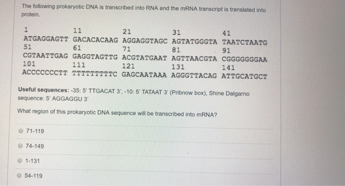 Solved The following prokaryotic DNA is transcribed into RNA | Chegg.com