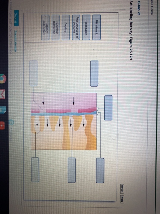 Solved (Chap 25 Art-labeling Activity: Figure 25.12d ation | Chegg.com