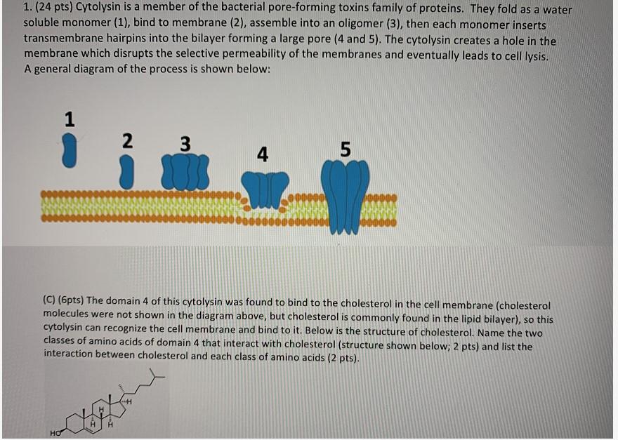 Solved 1. (24 pts) Cytolysin is a member of the bacterial | Chegg.com