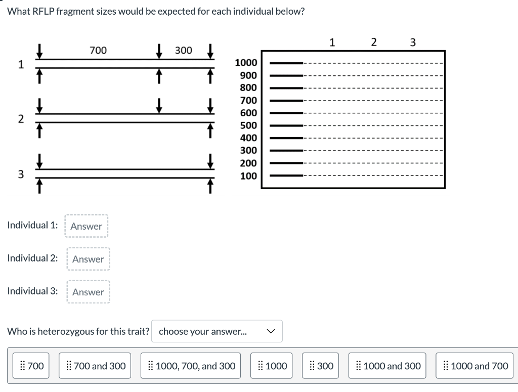 Solved What RFLP fragment sizes would be expected for each | Chegg.com