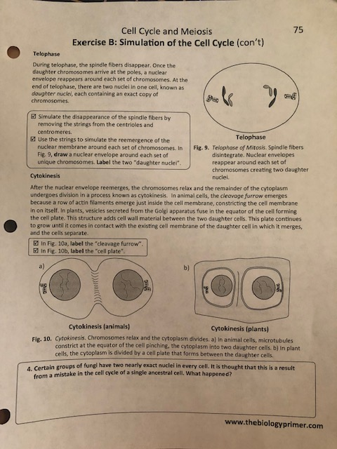 Solved: 73 Cell Cycle And Meiosis Exercise B: Simulation O... | Chegg.com