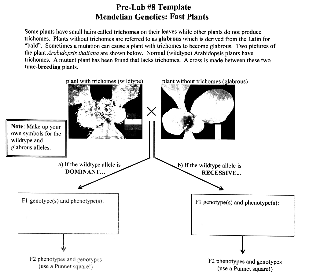 Solved Pre-Lab #8 Template Mendelian Genetics: Fast Plants | Chegg.com