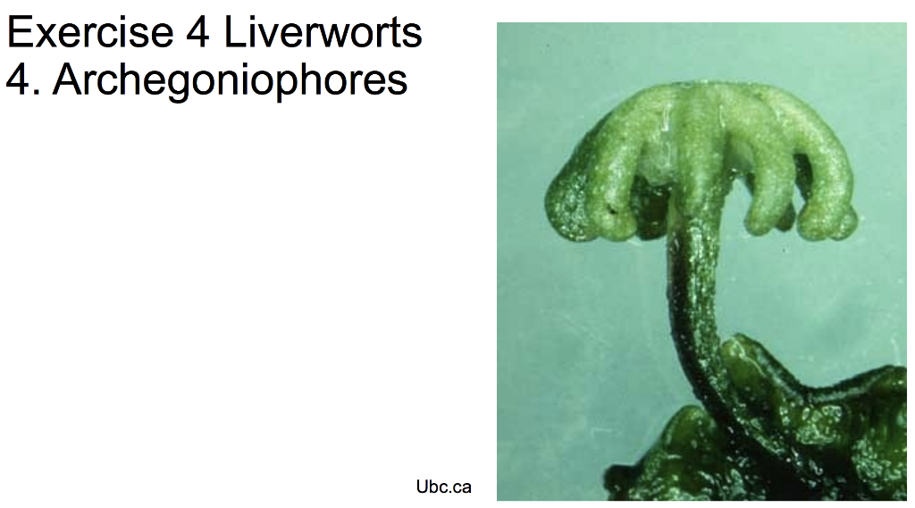 Solved Complex thallus liverworts have a structure that | Chegg.com