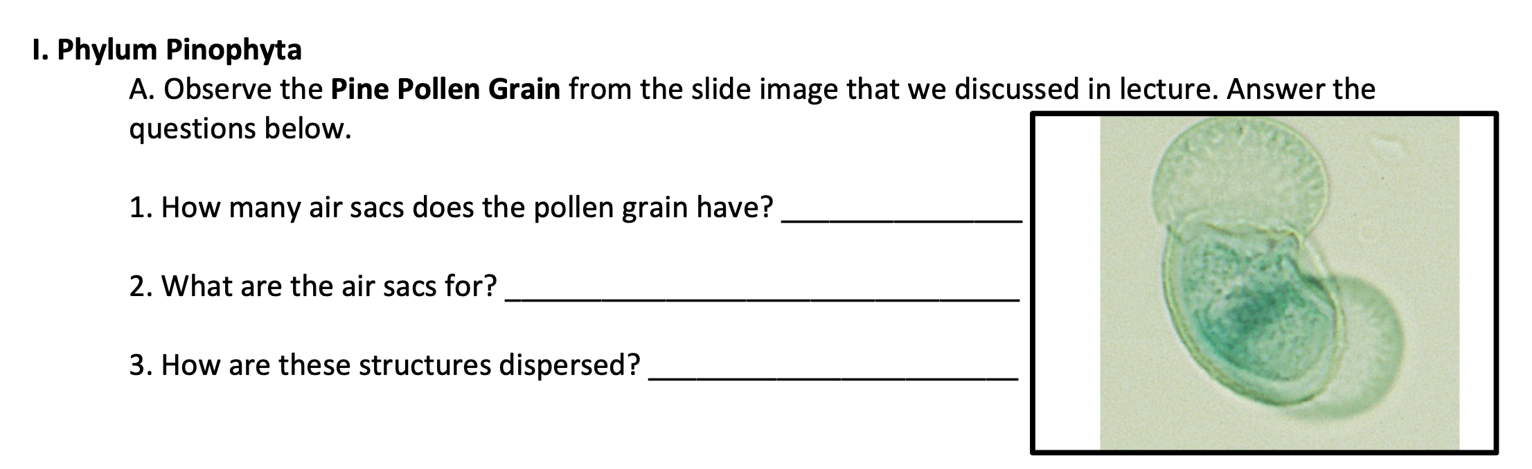 Solved I. Phylum Pinophyta A. Observe the Pine Pollen Grain | Chegg.com