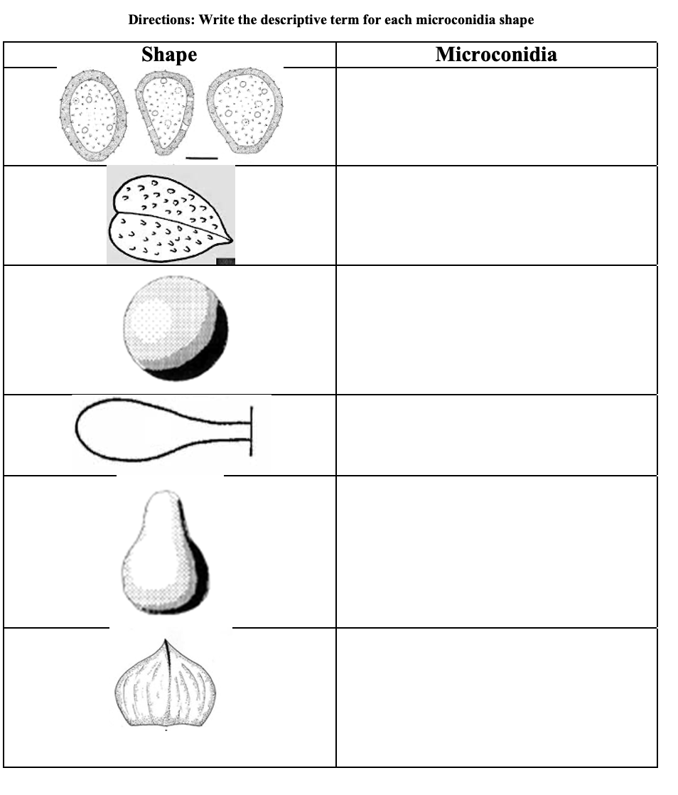 Solved Directions: Write the descriptive term for each | Chegg.com