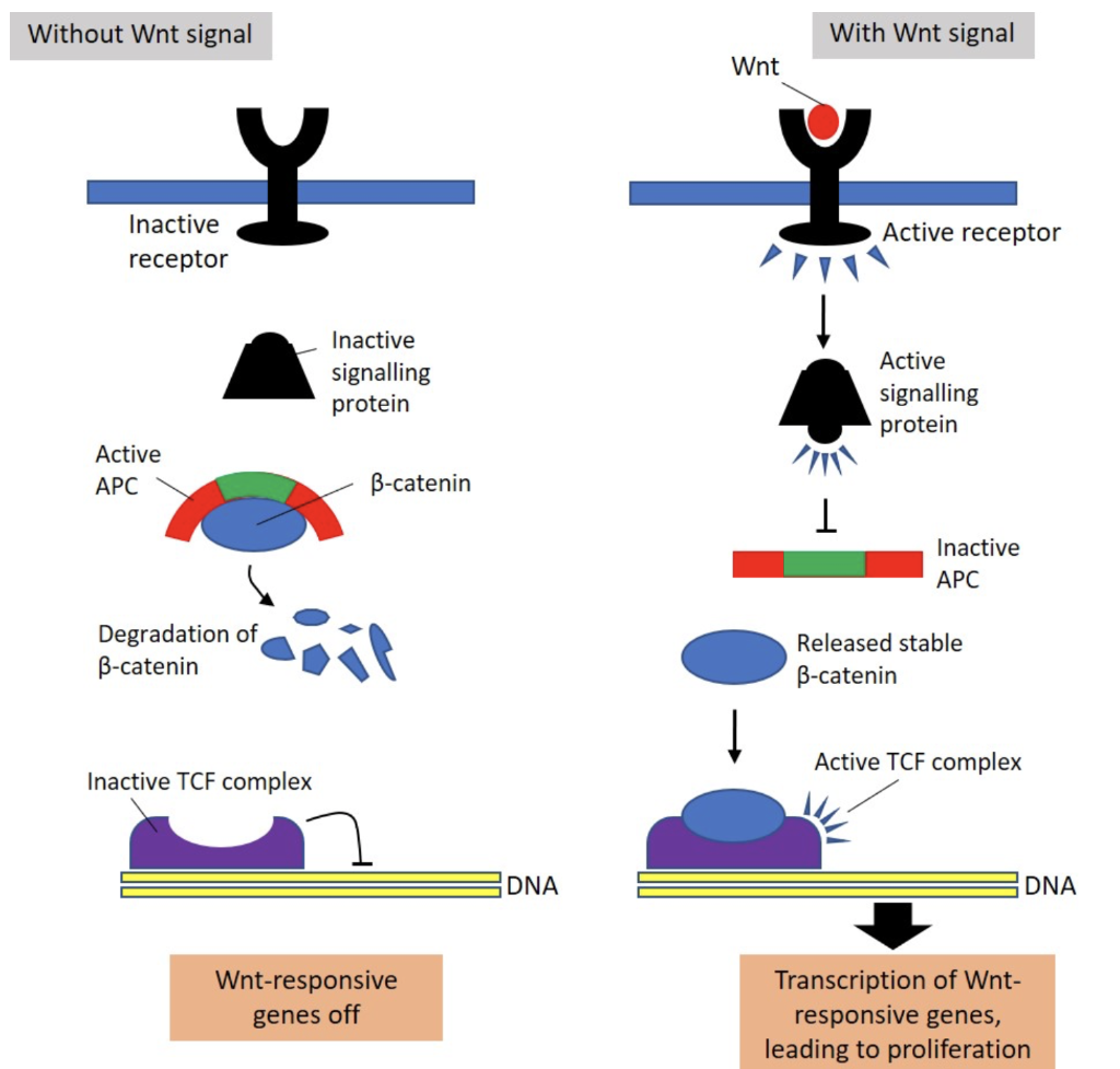 Solved Adenomatous polyposis coli (APC) is a protein that is | Chegg.com