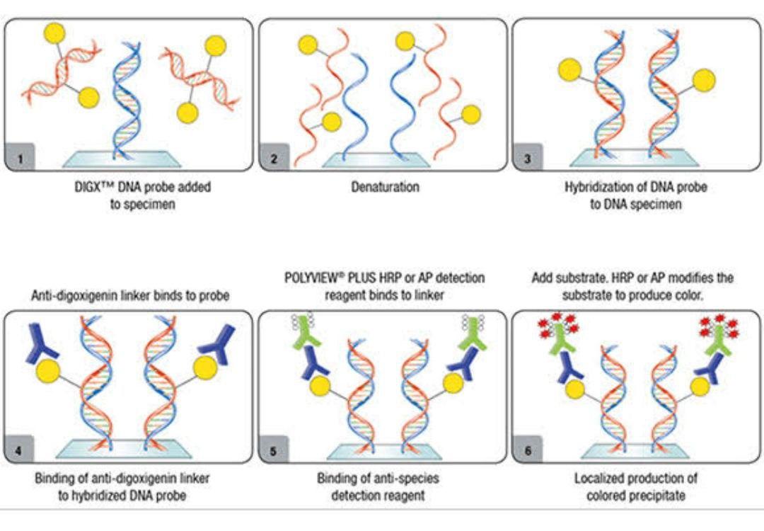 DIGXⓇM DNA probe added to specimen Denaturation | Chegg.com