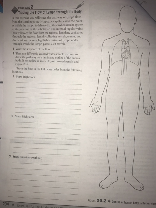 Anatomy and physiology Archive | December 04 2018 | Chegg.com