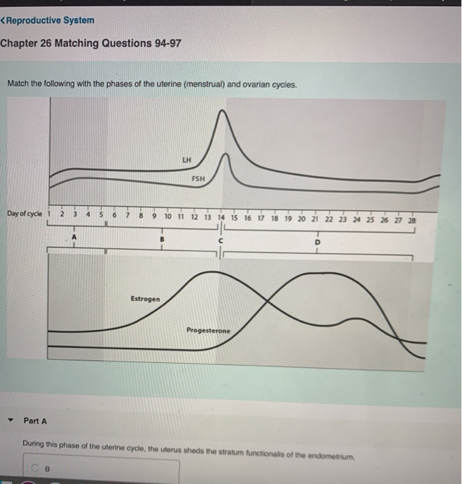 Solved Reproductive System Chapter 26 Matching Questions | Chegg.com