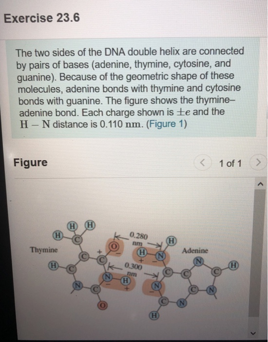 Solved Exercise 23.6 The two sides of the DNA double helix | Chegg.com