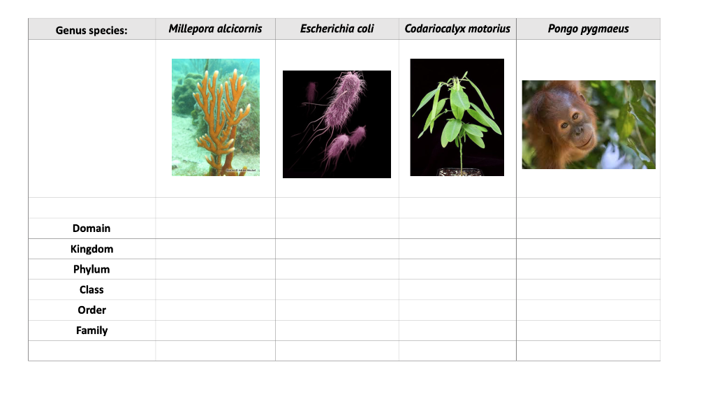 Solved Genus species: Millepora alcicornis Escherichia coli | Chegg.com