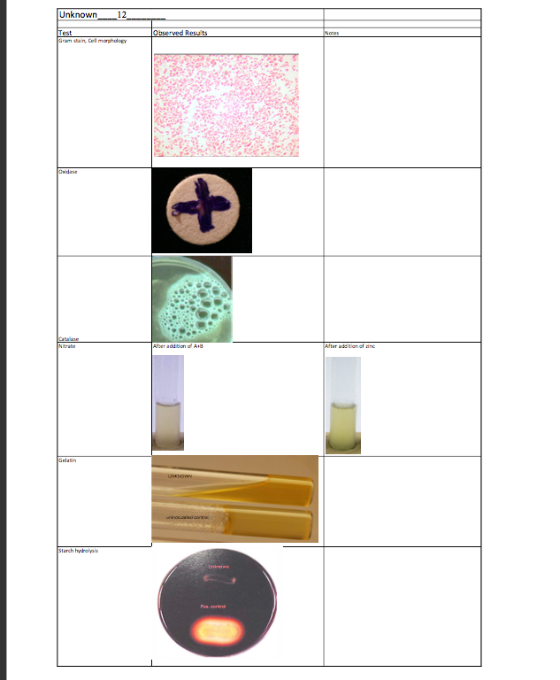 Solved Based on the dichotomous key what is my unknown | Chegg.com