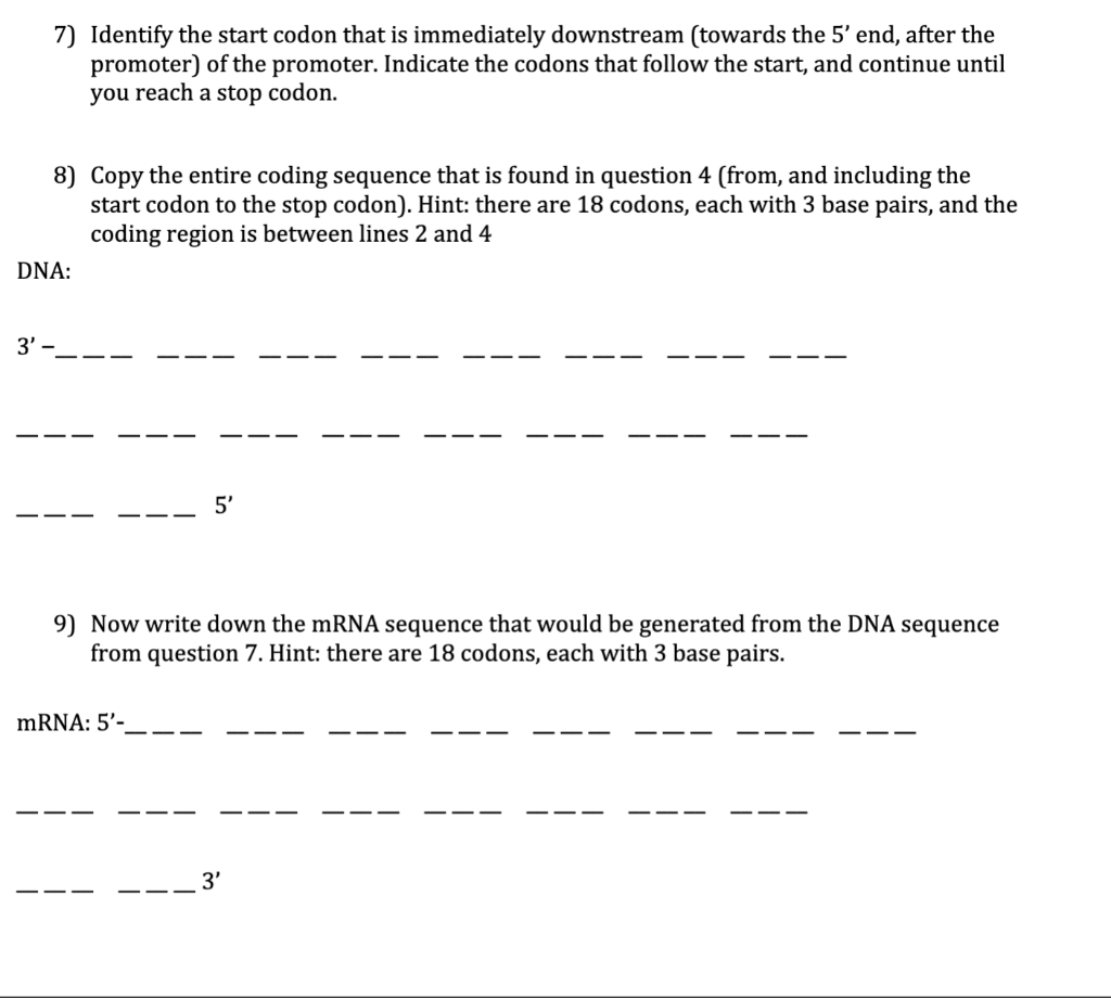 Solved 7) Identify the start codon that is immediately | Chegg.com