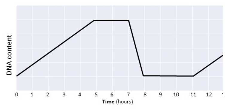 Solved The above graph shows cells in the cell cycle. When | Chegg.com