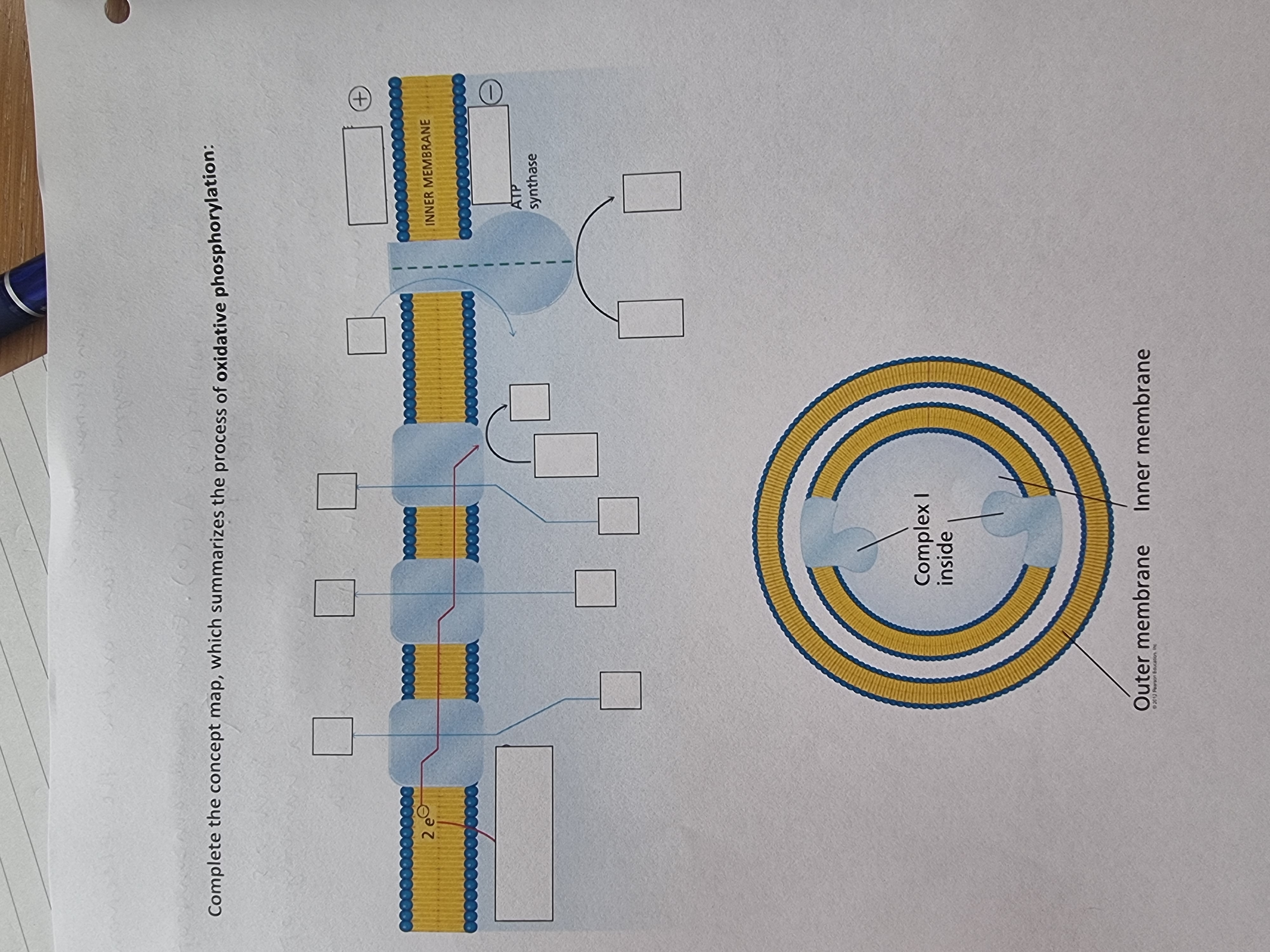 Solved Complete the concept map, which summarizes the | Chegg.com