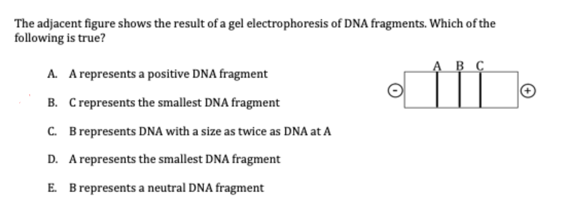 Solved The adjacent figure shows the result of a gel | Chegg.com