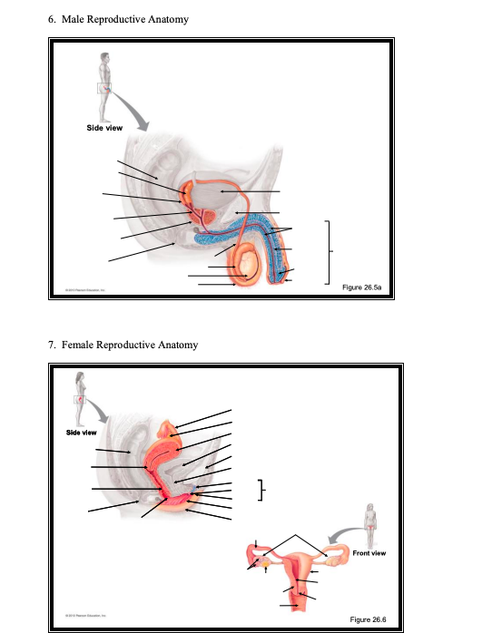 Solved 6. Male Reproductive Anatomy Side view Figure 26.5a | Chegg.com
