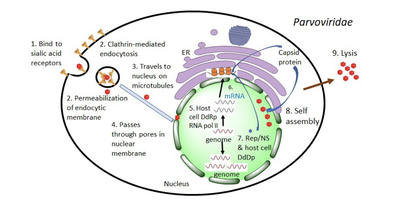 Solved WHERE IS THE POINT WHERE THE PARVOVIRUS VIRAL GENOME | Chegg.com