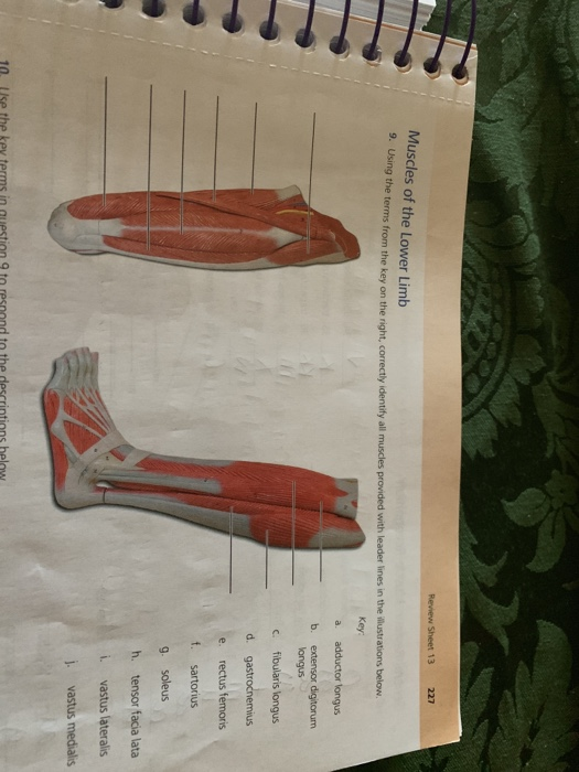 Solved Muscles of the Lower Limb 9. Using the terms from the | Chegg.com