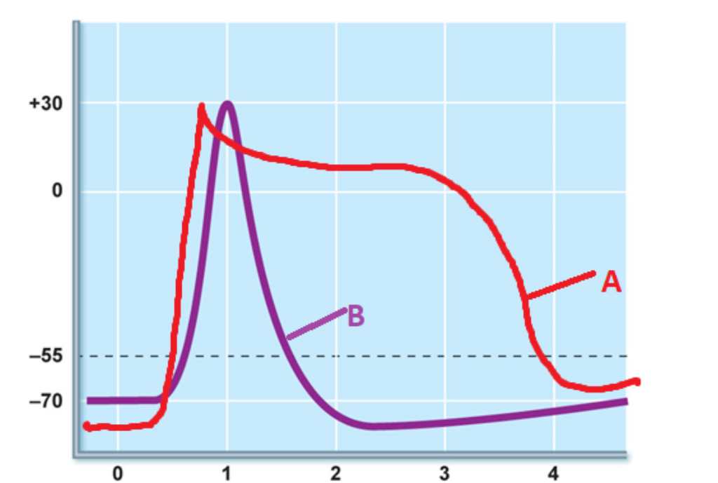 Solved The graph above shows two action potentials labeled A | Chegg.com