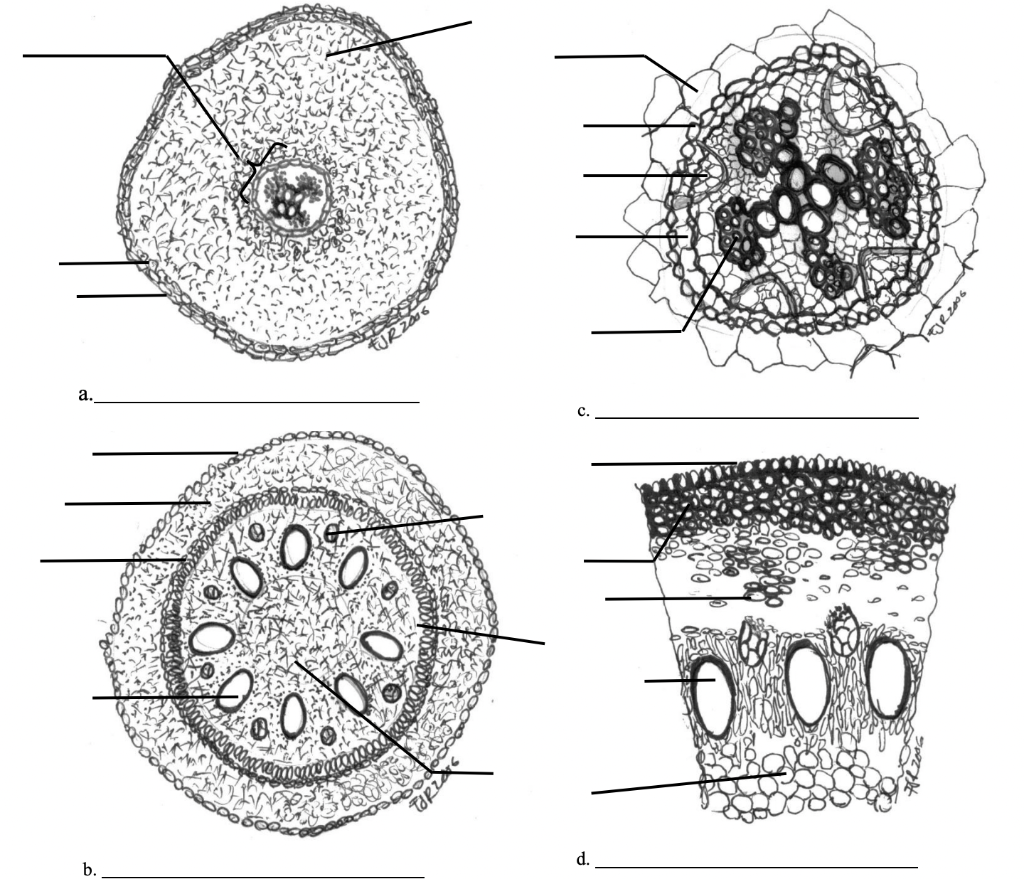 Solved Identify the cross sections of roots of | Chegg.com