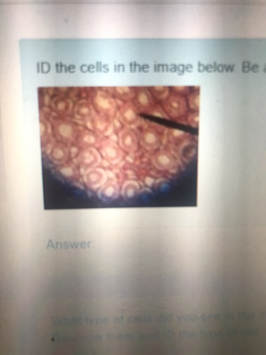 ID the cells in the image below Be as Answer | Chegg.com