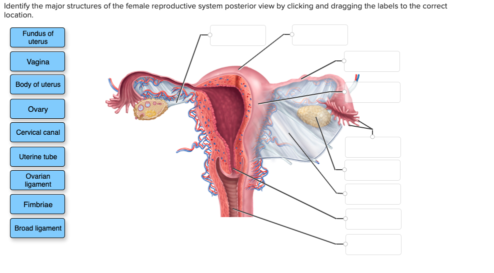 Solved Identify the major structures of the female | Chegg.com