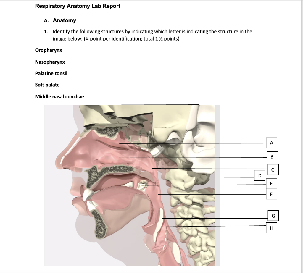 solved-respiratory-anatomy-lab-report-a-anatomy-1-identify-chegg