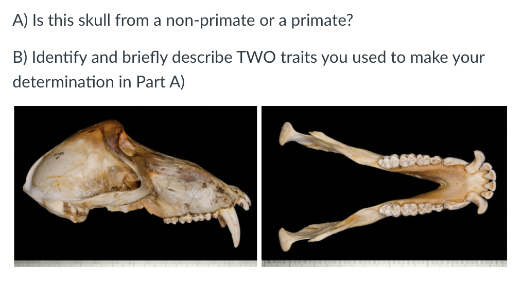 Solved A) Is this skull from a non-primate or a primate? B) | Chegg.com
