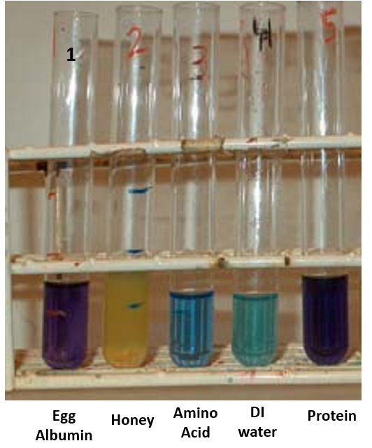 Solved Procedure 6.3 Perform the Biuret test for protein 1. | Chegg.com