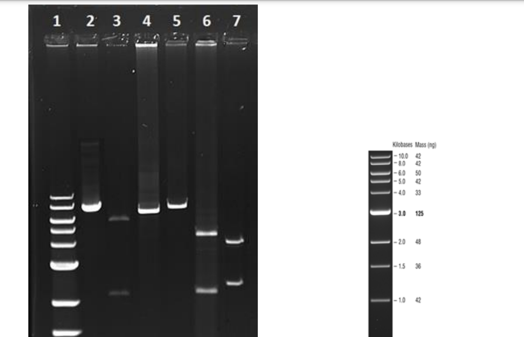 Solved provide a restriction map of the recombinant plasmid, | Chegg.com