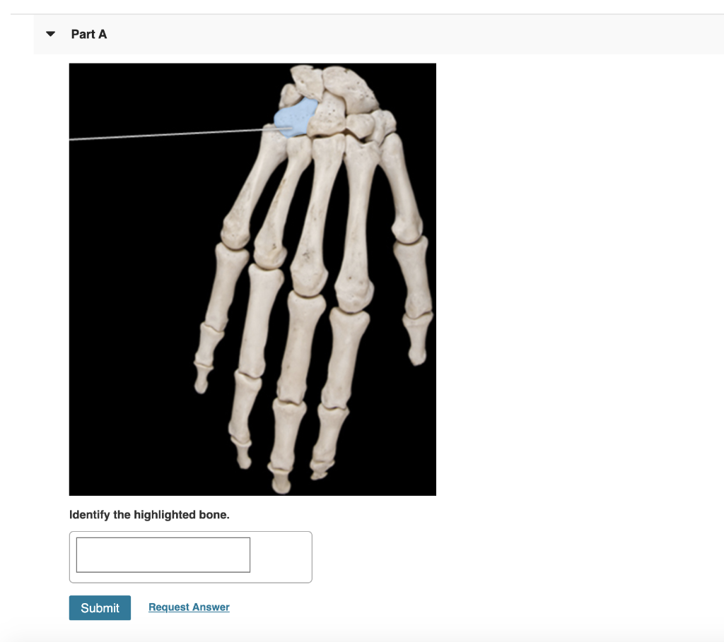 Solved PAL: Cadaver > Appendicular Skeleton: Pectoral Girdle | Chegg.com