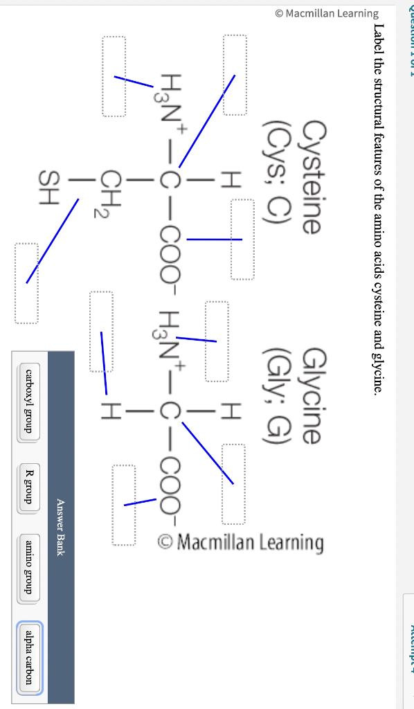 Solved Label the structural features of the amino acids | Chegg.com