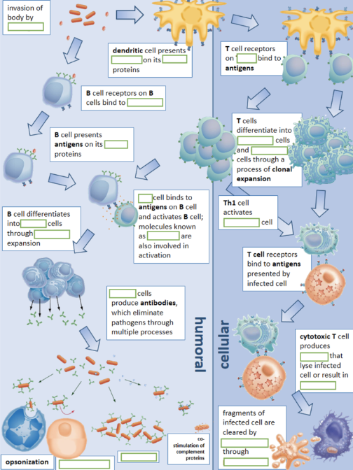 Solved invasion of body by dendritic cell presents Jon its | Chegg.com