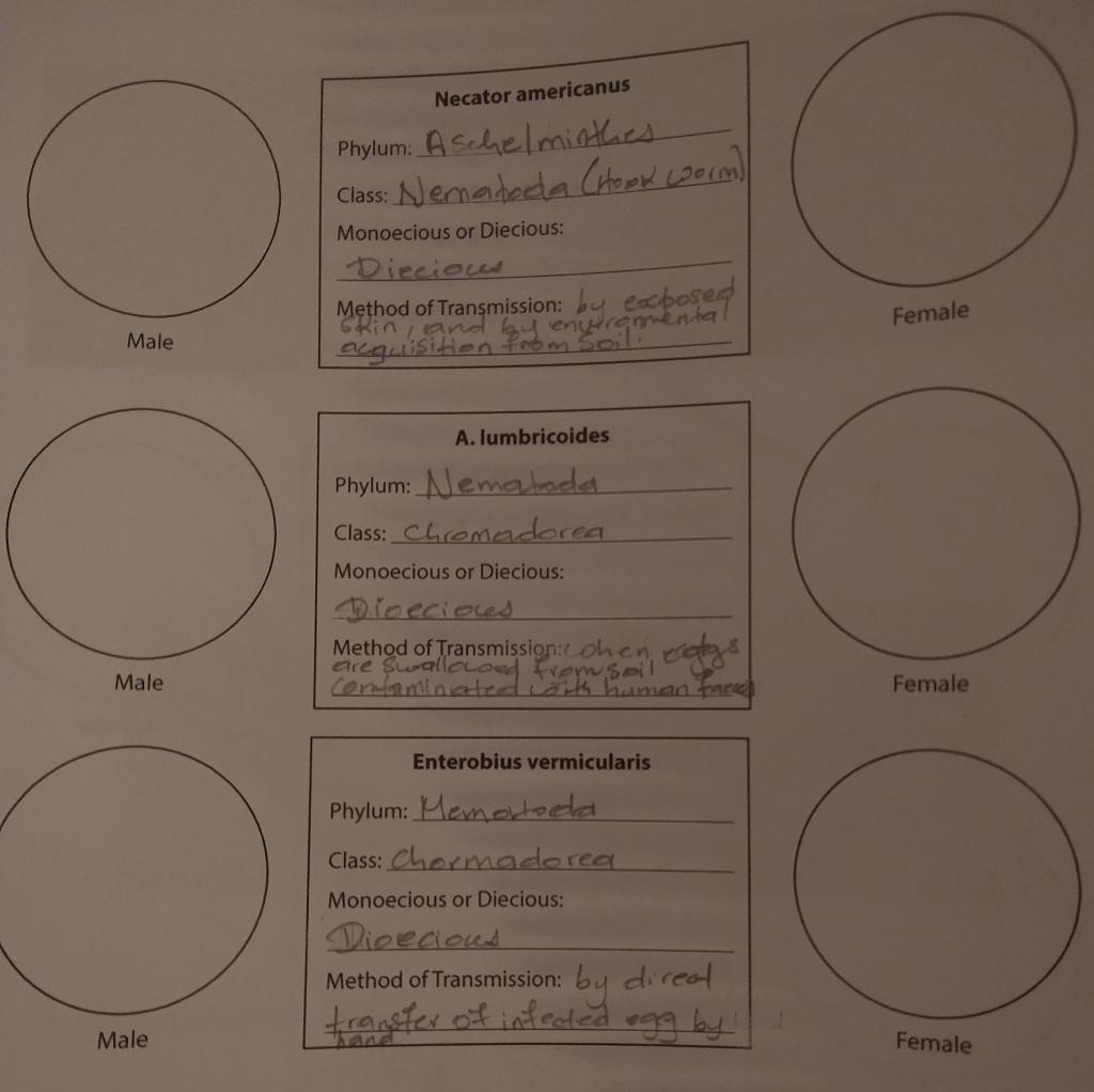 Solved Necator americanus Phylum: Aschelminthes Class: | Chegg.com