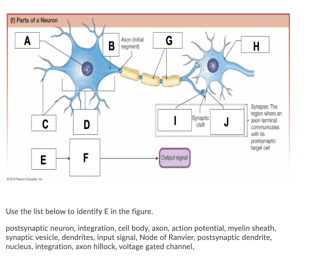 Solved (1) Parts of a Neuron A Axon (initial B segment ) G H | Chegg.com