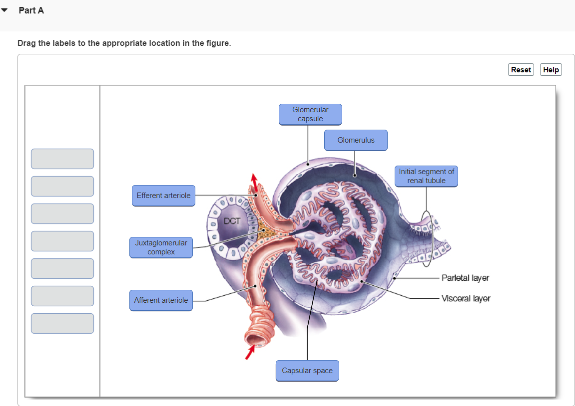 Solved This my best guess to the renal corpuscle. Please | Chegg.com