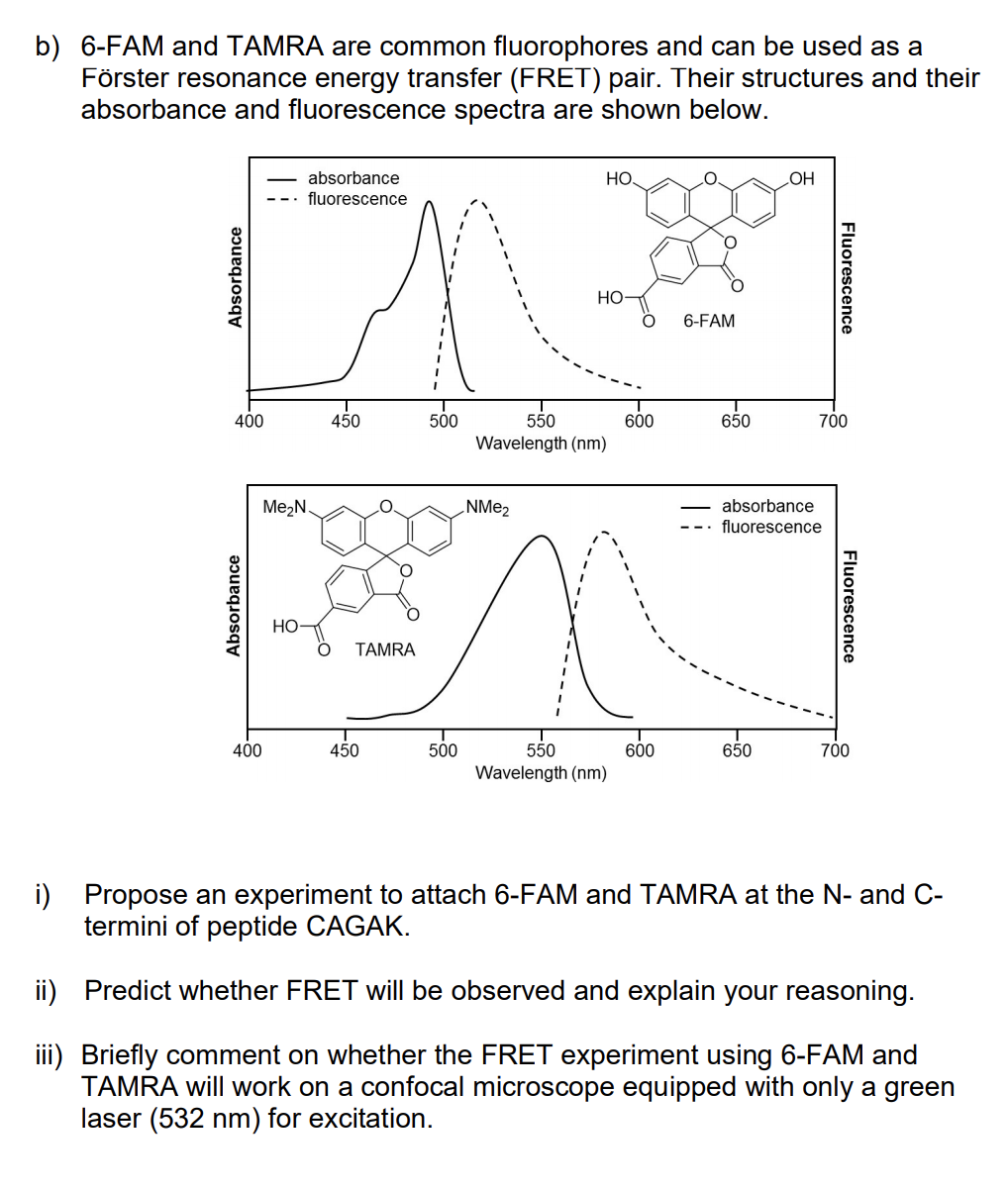 Solved b) -FAM and TAMRA are common fluorophores and can be | Chegg.com