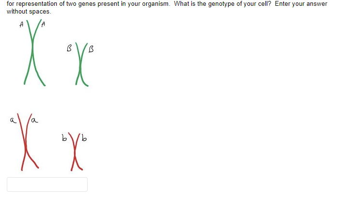 Solved for representation of two genes present in your | Chegg.com