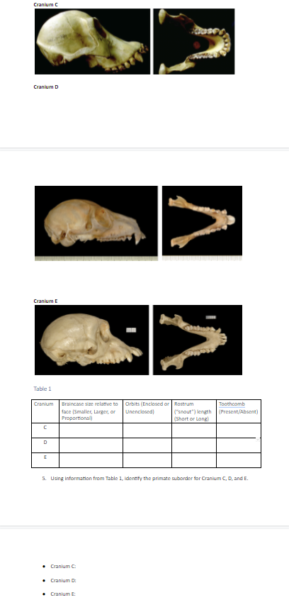 Solved Cranium Cranium D Cranium E Table 1 Cranium Braincase | Chegg.com