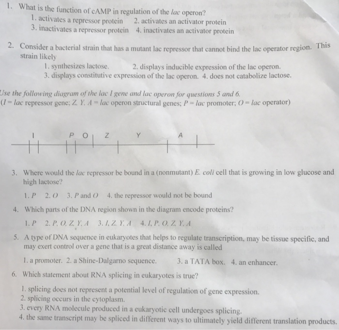 solved-what-is-the-function-of-camp-in-regulation-of-the-lac-chegg