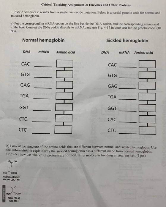 Solved Critical Thinking Assignment 2: Enzymes and Other | Chegg.com