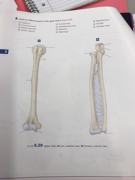 Solved 8 Label the Captu owing parts of the upper limb in | Chegg.com