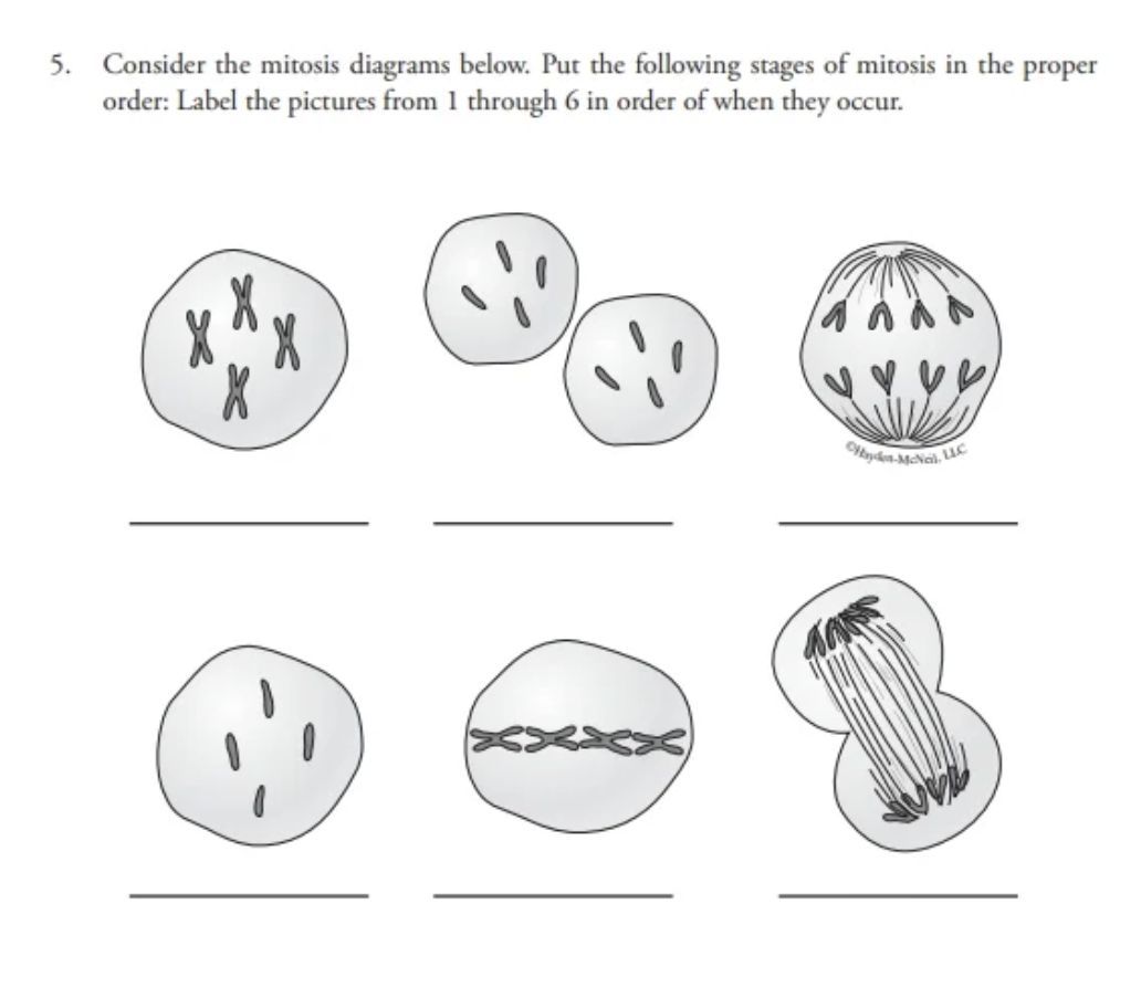 Solved Consider the mitosis diagrams below. Put the | Chegg.com